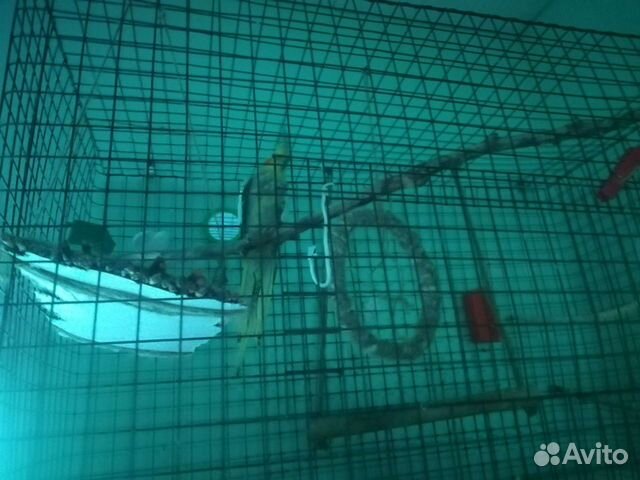 Попугай корелла девочка