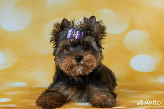 Девочка красавица Документы РКФ