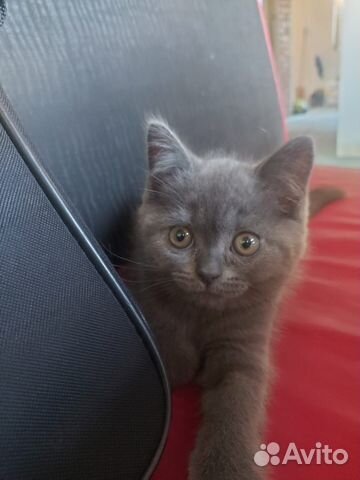 Котёнок британец девочка