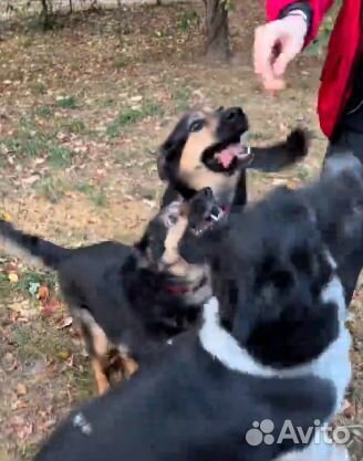 Пристраиваем веселых псов-бандуристов