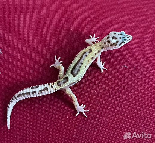 Геккон эублефар