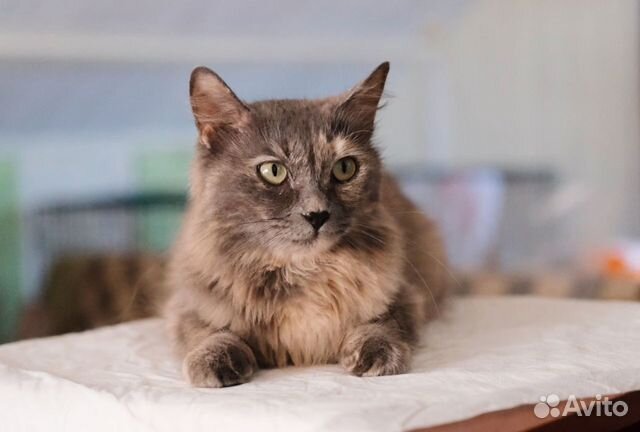 Воспитанная, ласковая Кошечка