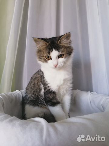 Кошечка в добрые руки
