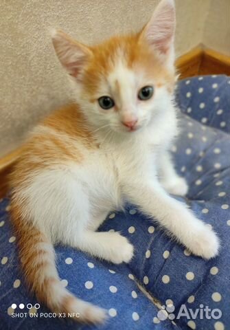 Которебенок