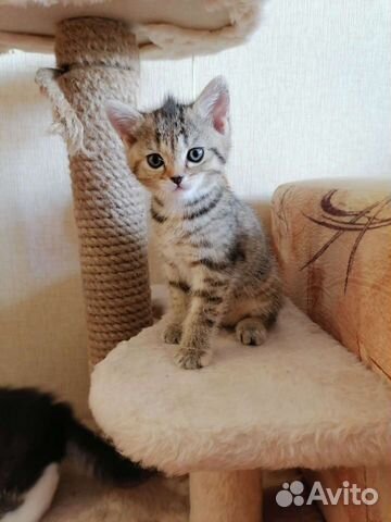Котята Шотландская прямоухая