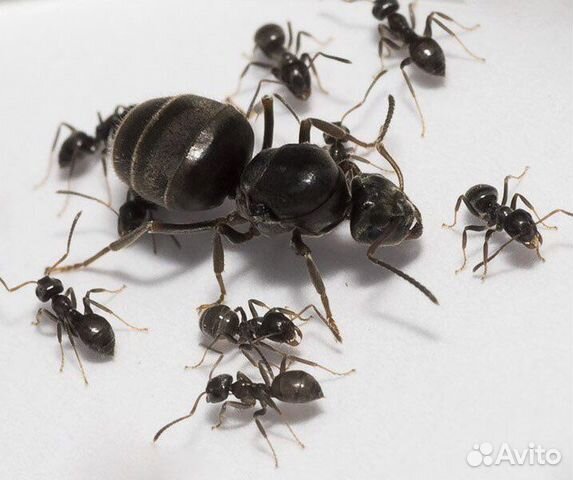 Чёрный садовый муравей (Lasius niger )