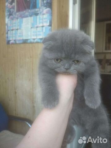 Котята шотландцы 2мес