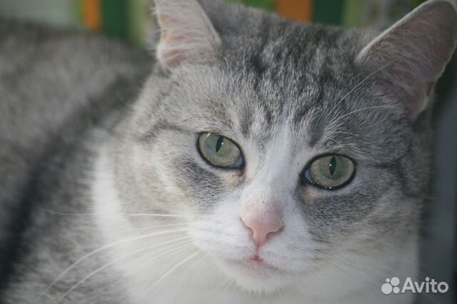 Кошка Леся ищет дом