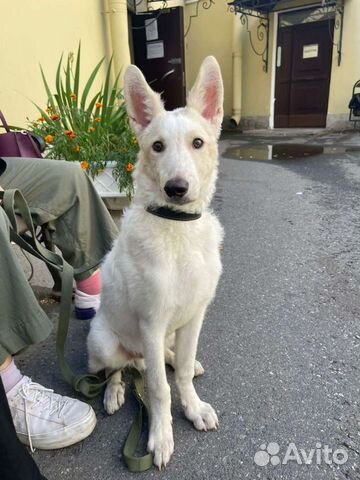 Собака в добрые руки