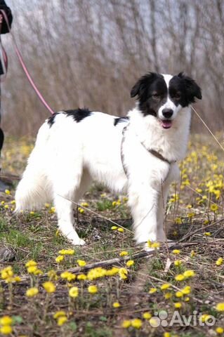 Собачка в добрые руки