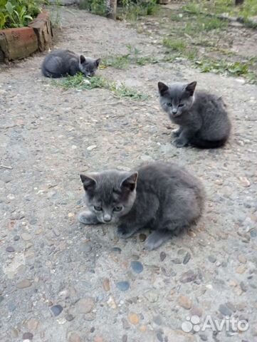 Котята бесплатно