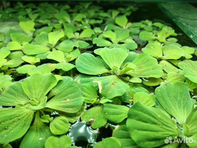 Пистия и лимнобиум