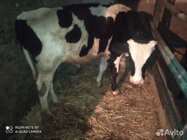 Телок бычок