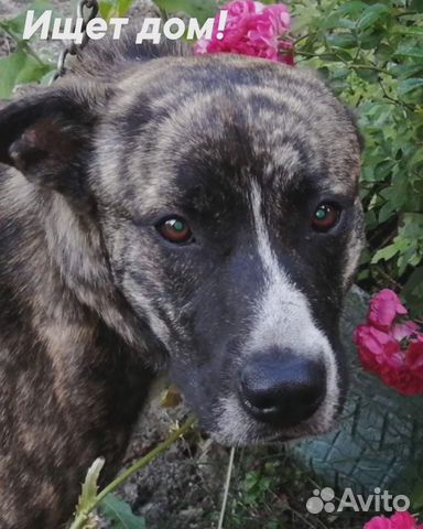 Рэй - собака-компаньон