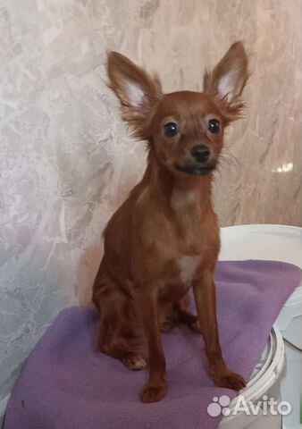 Щенки русский той-терьер длинношерстный