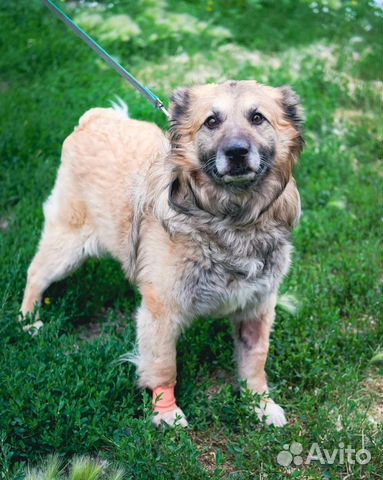 Кавказская овчарка метис в добрые руки