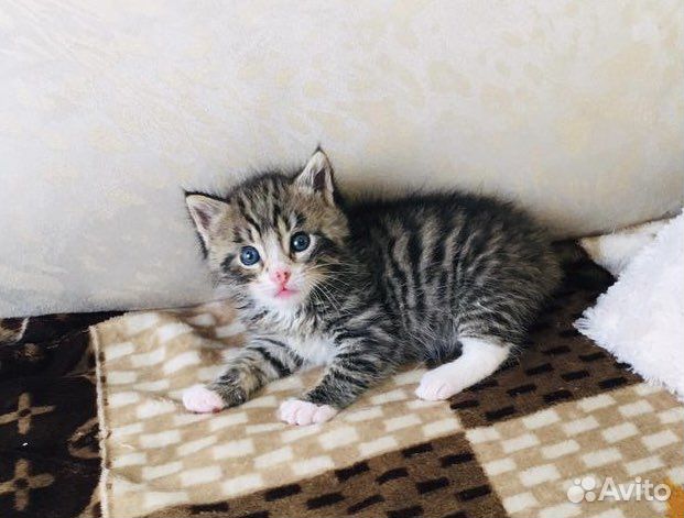 Котенок в добрые руки