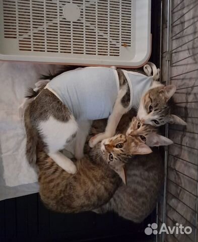 Котосестрички ищут дом