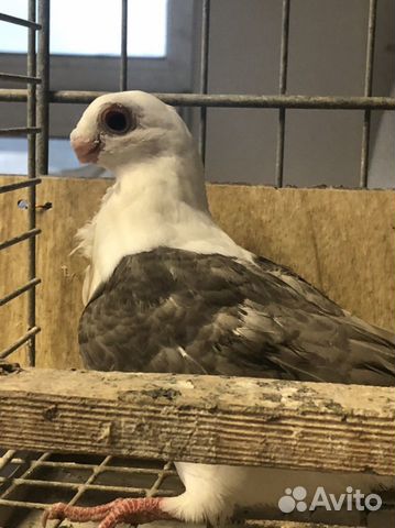 Чайка немецкая