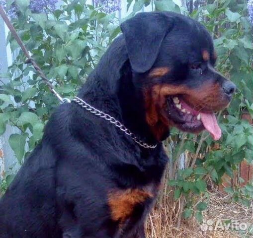 Щенки ротвейлера