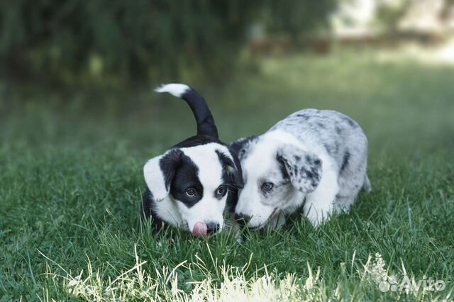 Вельш-корги кардиган