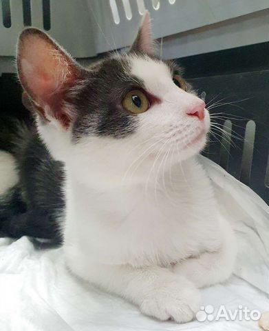 Самый добрый котенок мотается по передержкам Митя