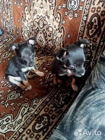 Мини той-терьер щенки