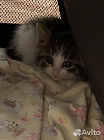 Котенок девочка в добрые руки