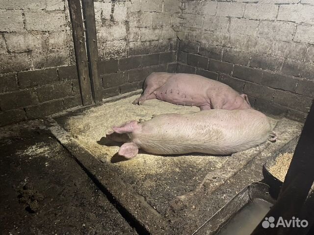 Продаются свиньи