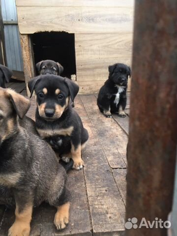Отдам породистых щенков в добрые руки