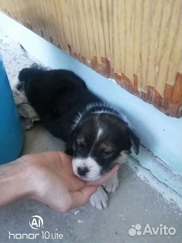 Собака в добрые руки отдам бесплатно