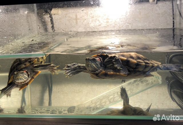 Морская черепаха