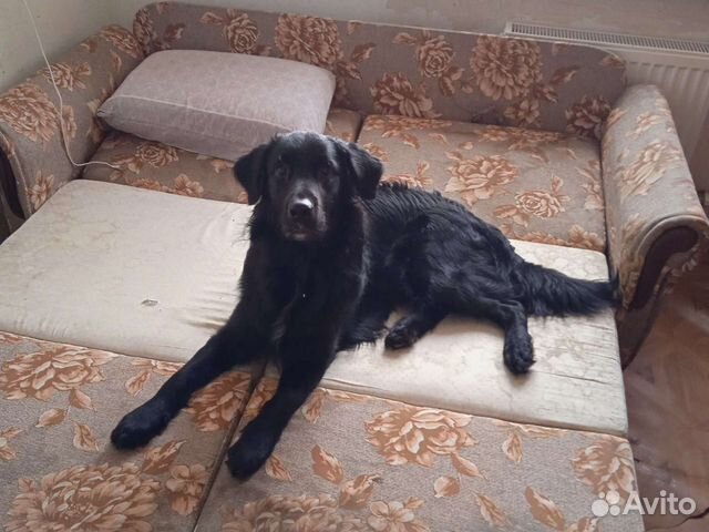 Собака порода смесь колли с лобрадором