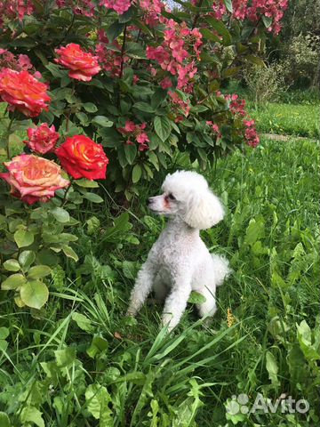 Белый Той-пудель высота 25см Вязка