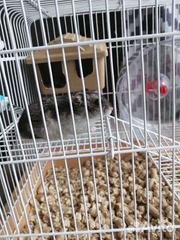 Джунгарский хомяк с клеткой