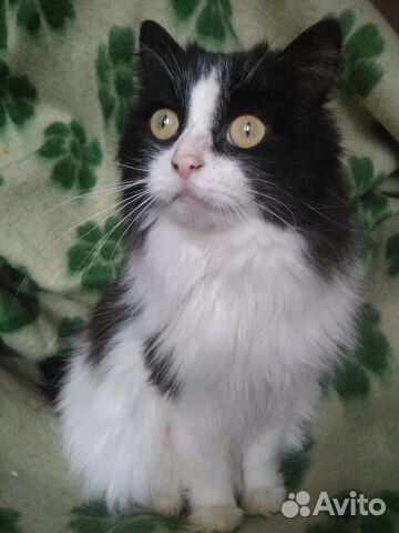Котик в добрые ручки