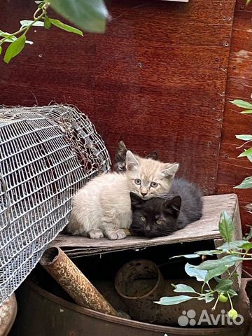 Котятки в добрые руки,они вас очень ждут