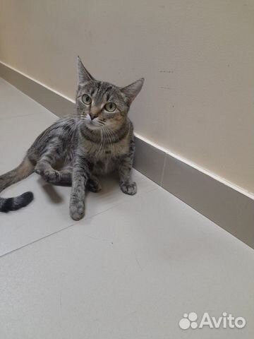 Кошечка-шпротинка ищет дом