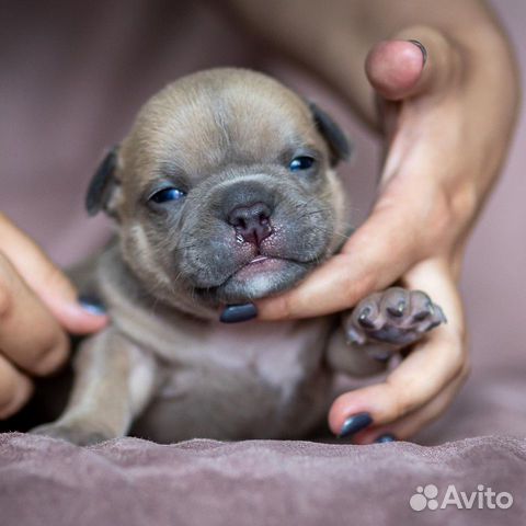 Малышка породы Американский булли
