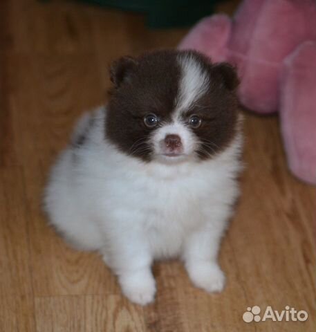 Варюшенька