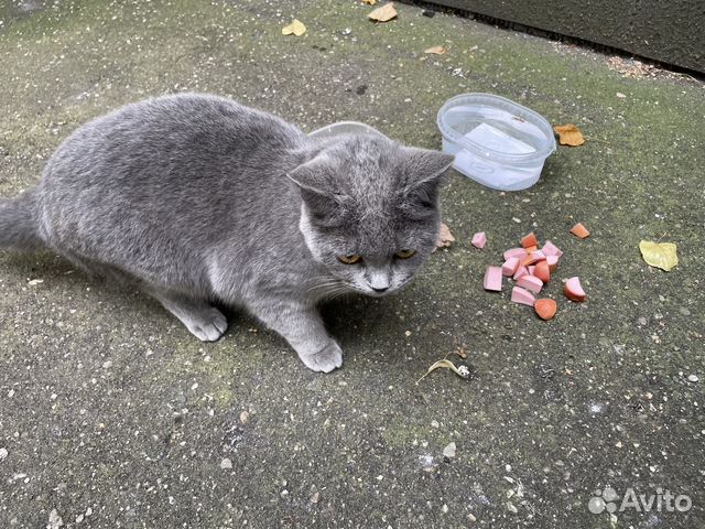 Котик в хорошие руки