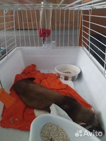 Хорек с клеткой