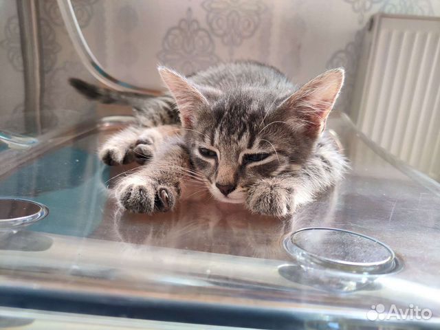 Котенок в добрые руки
