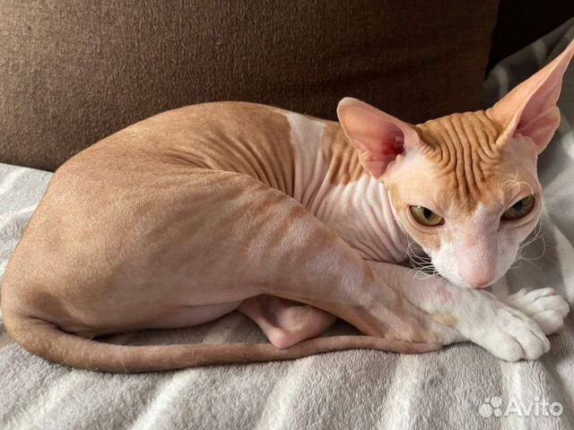 Сфинкс в добрые руки бесплатно