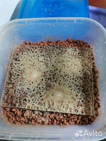 Гриндаль, Энхитриус