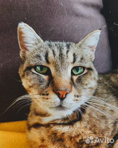 Ищет дом кошка Шанти