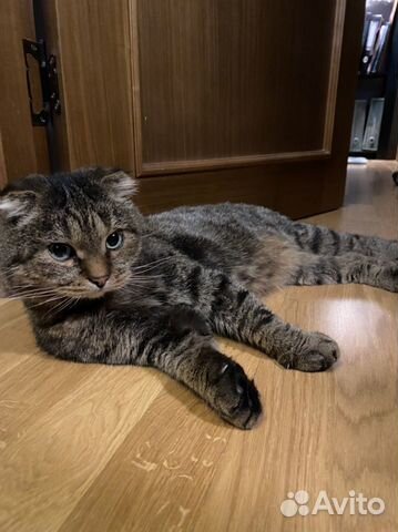 Вислоухий шотландкий кот