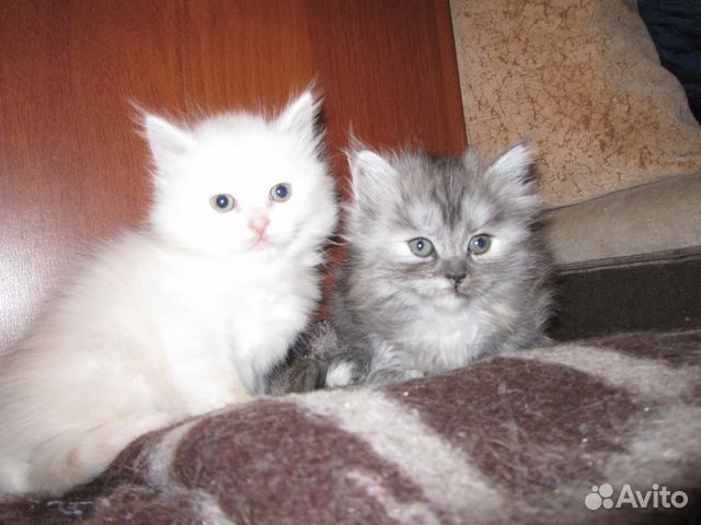 Сибирские котята