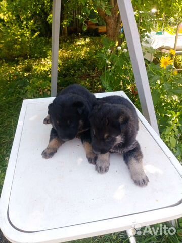 Собаки щенки