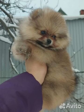 Померанский шпиц девочка